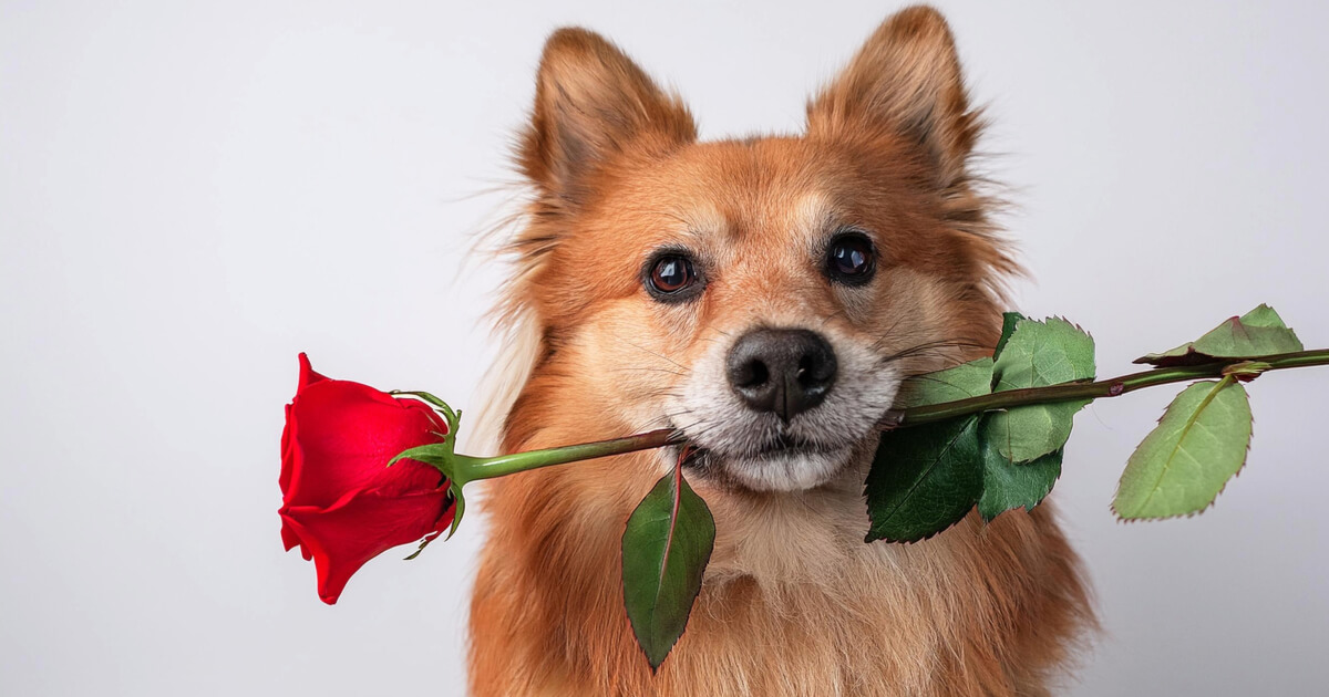 Doggy Date Night 2026: Date, Ideas & Celebrate Love with Dog