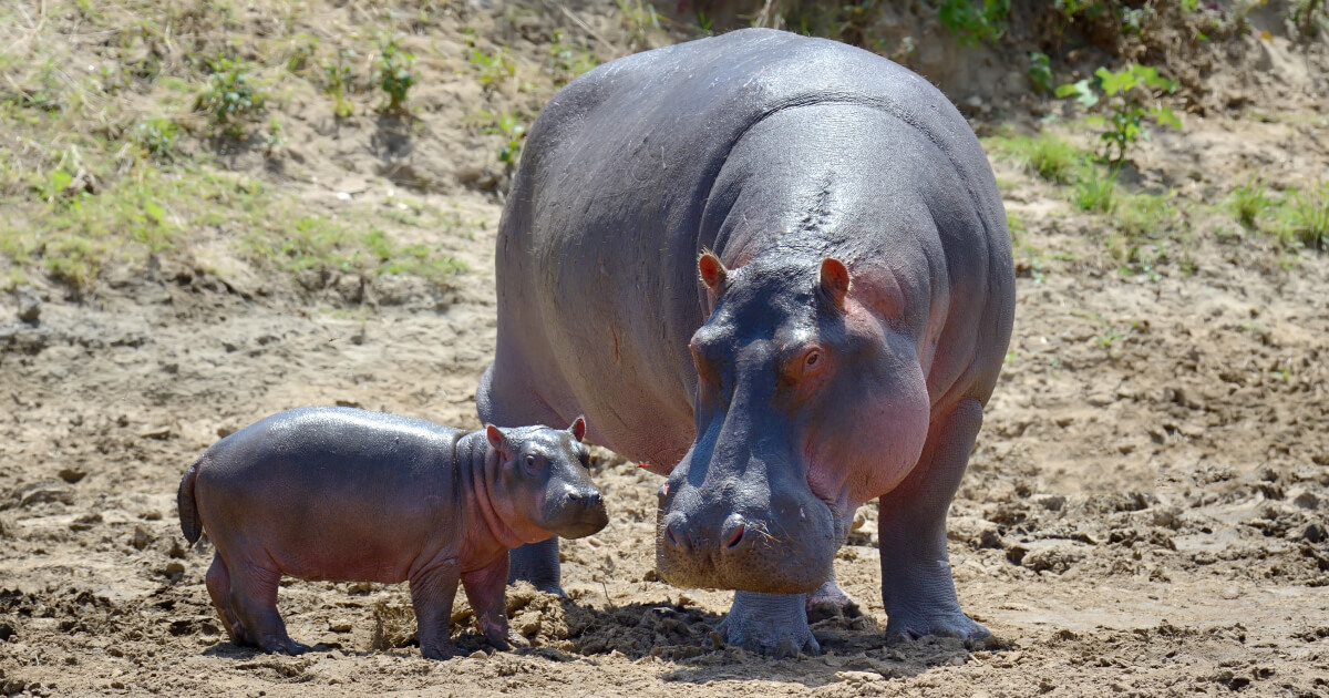 Hippo Day 2026: Date, Significance, Conservation Awareness & Quotes
