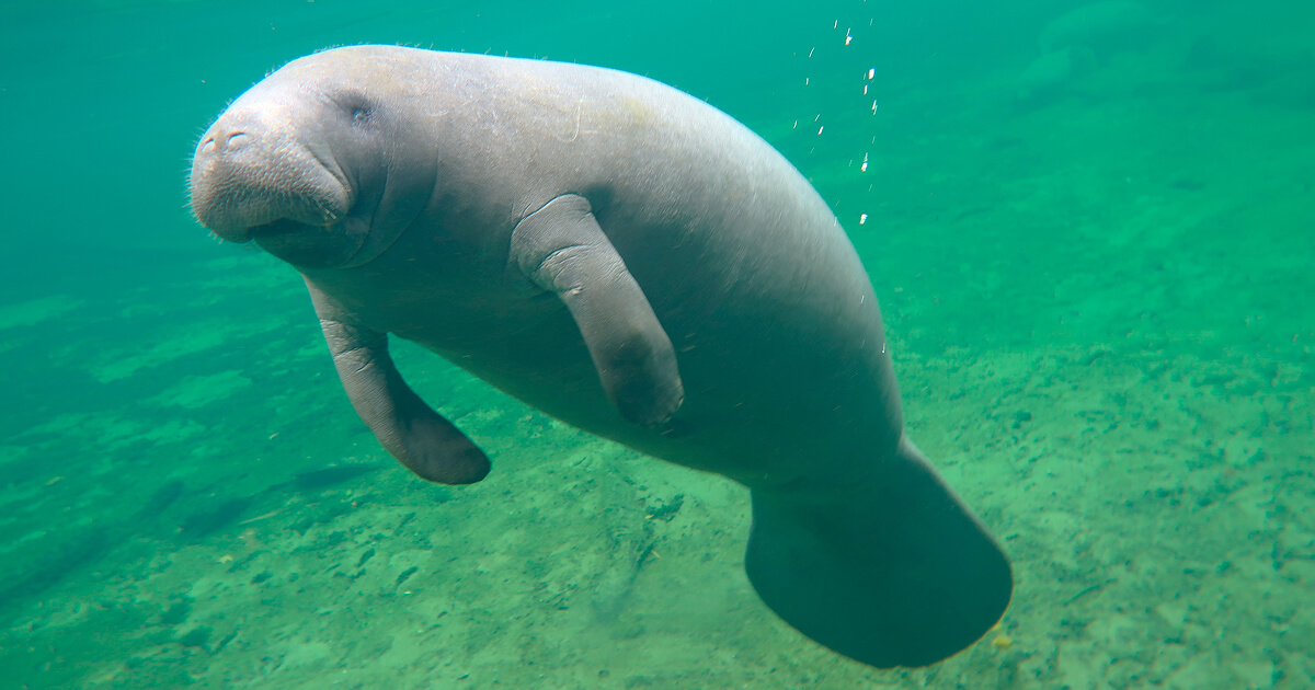 Manatee Appreciation Day 2026: Date, Save Manatees, Facts & Ideas