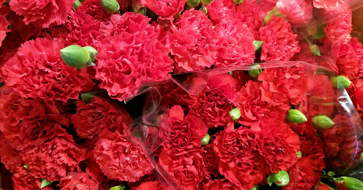 National Carnation Day 2026: Celebrate Love, Beauty & Elegance
