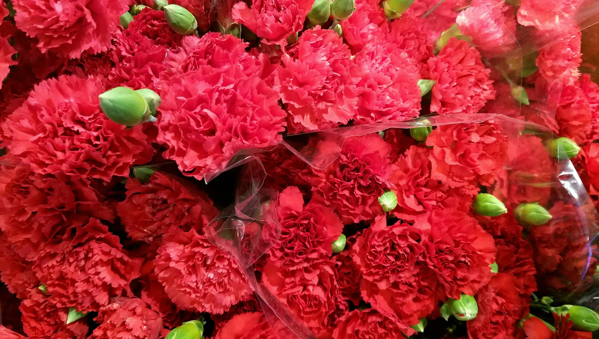 National Carnation Day 2026: Celebrate Love, Beauty & Elegance