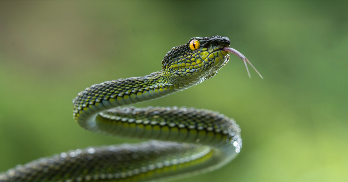 National Serpent Day 2026: Date, Snakes, Facts & Ways to Celebrate